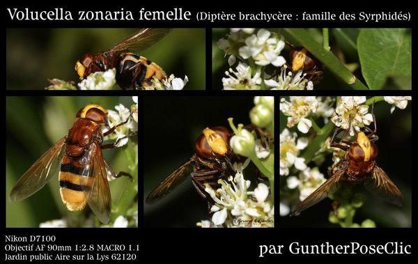 Volucella zonaria femelle (Détails)